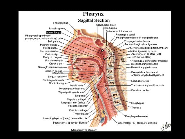 Diseases of larynx | PPTX | Ear, Nose and Throat Conditions | Diseases ...
