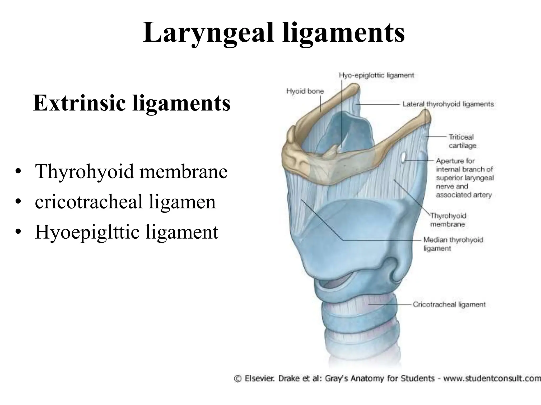 Diseases of Larynx.pptx