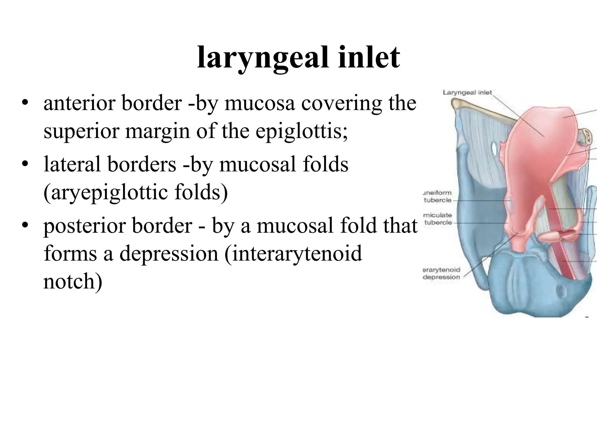 Diseases of Larynx.pptx