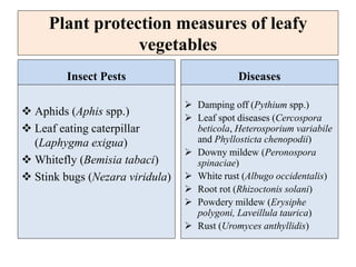 Diseases of leafy vegetables | PPTX