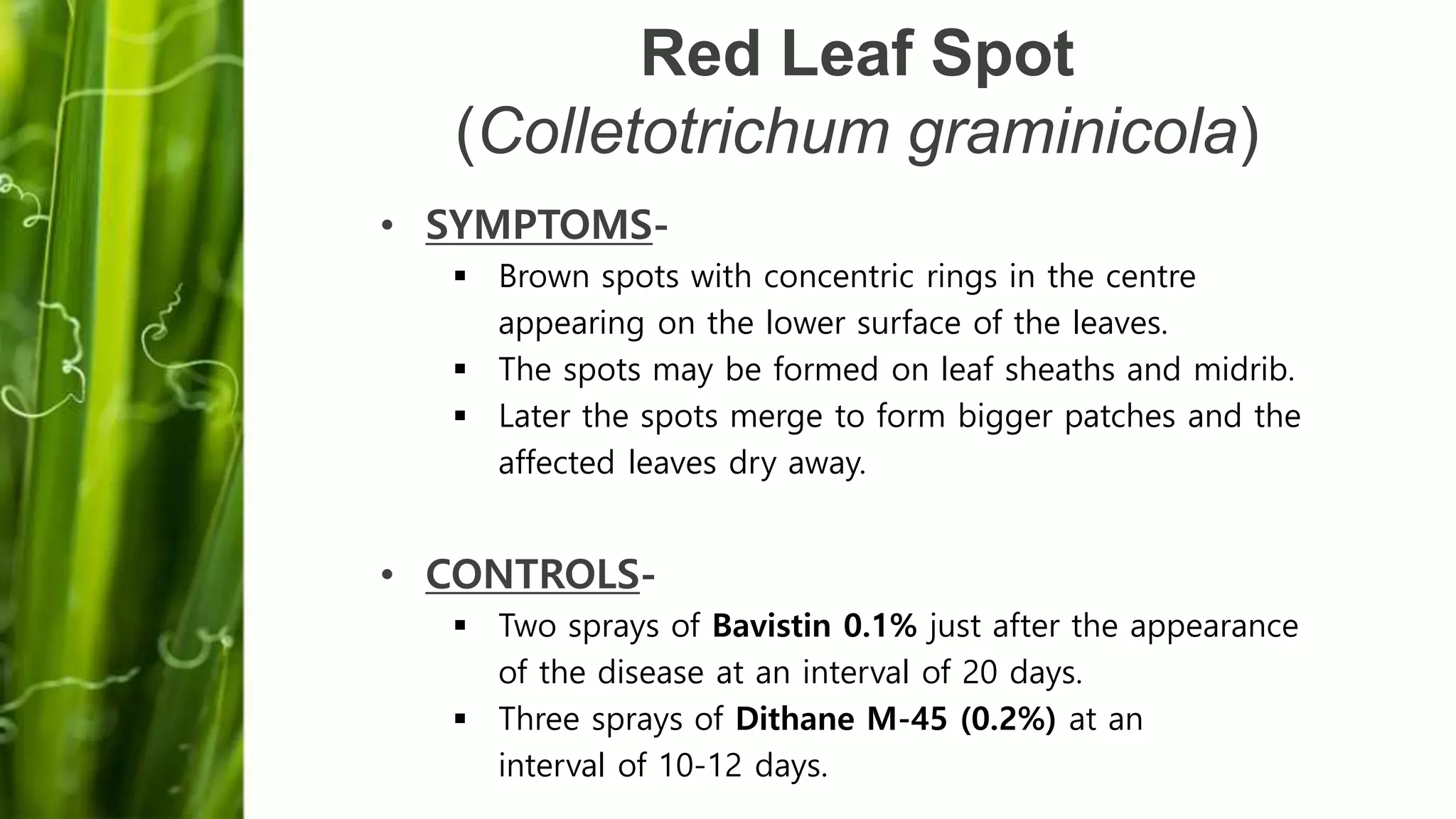 Diseases of lemongrass | PPTX