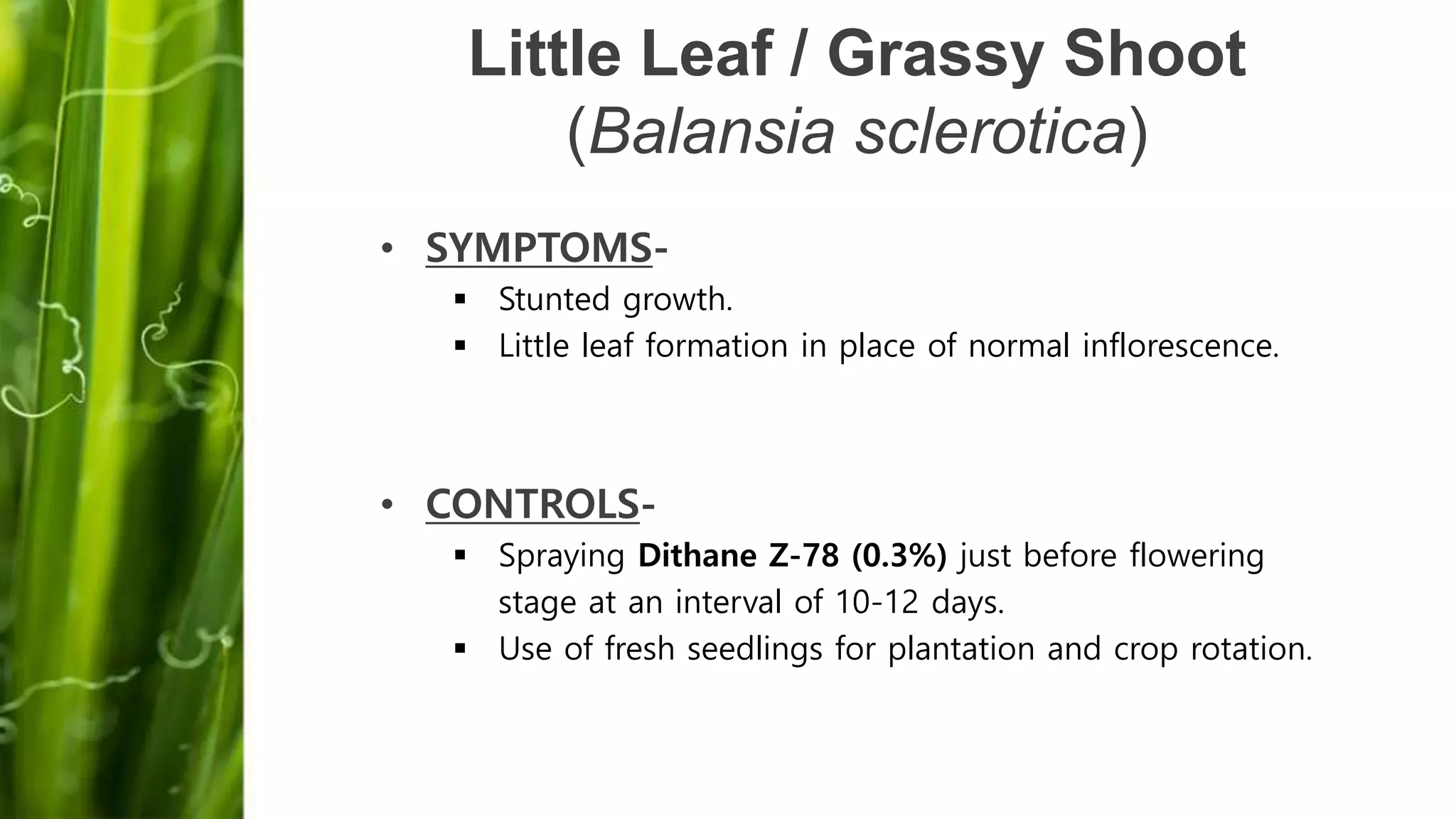 Diseases of lemongrass | PPTX