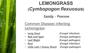 Diseases of lemongrass | PPTX