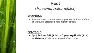 Diseases of lemongrass | PPTX