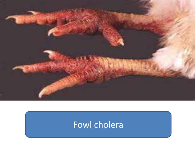 Diseases of livestock and poultry | PPTX