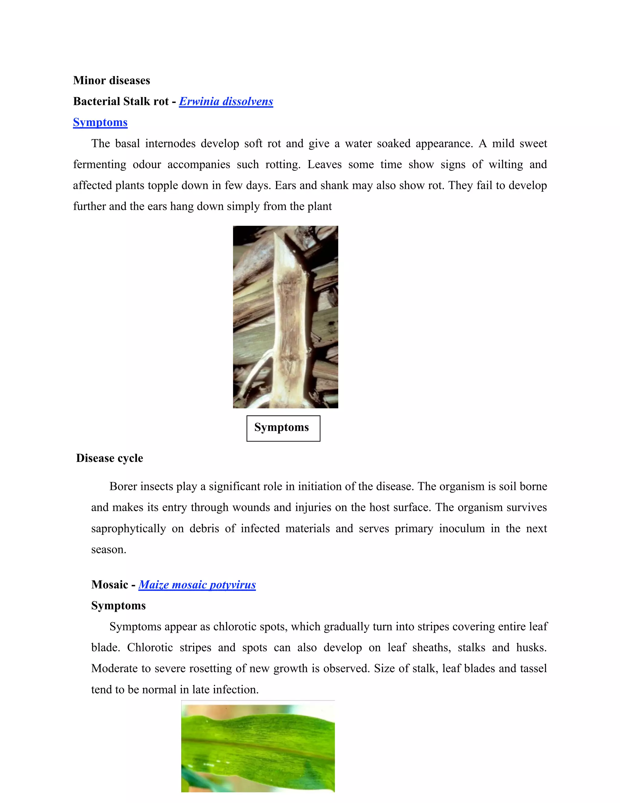 Diseases of maize | PDF