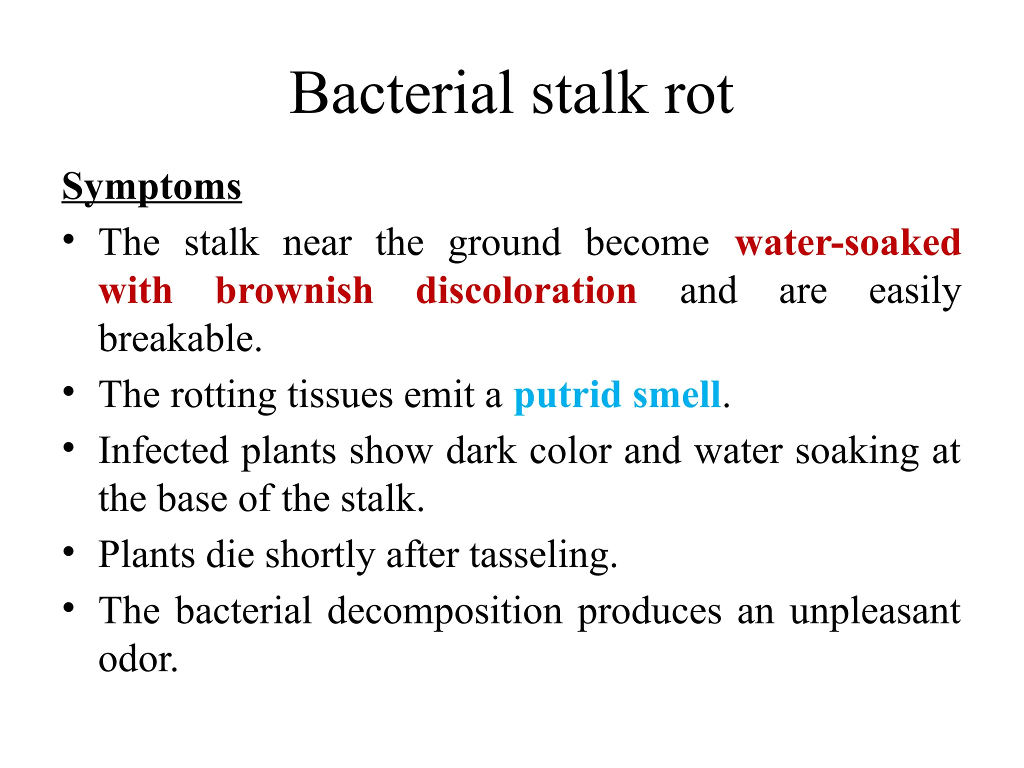 Pathology -202. DISEASES OF MAIZE.pptx