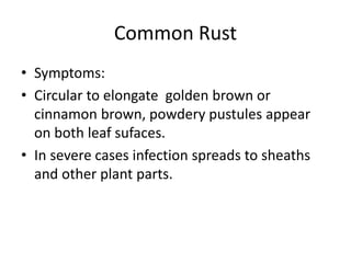 Diseases of Maize ppt.pptx