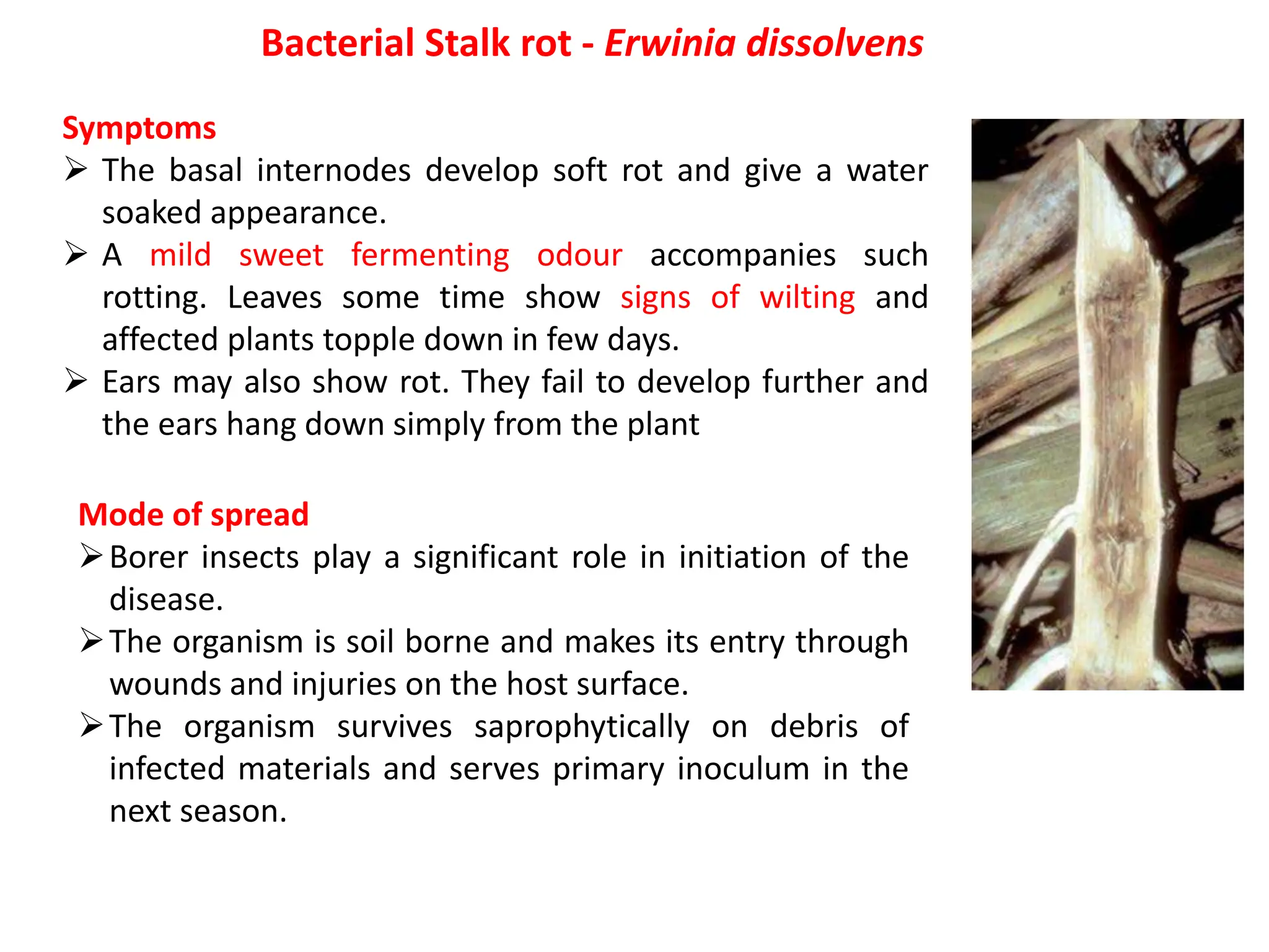 Diseases of maize, sorghum and pearl millet.ppt
