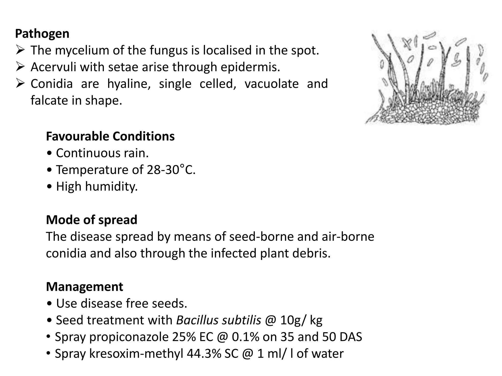 Diseases of maize, sorghum and pearl millet.ppt
