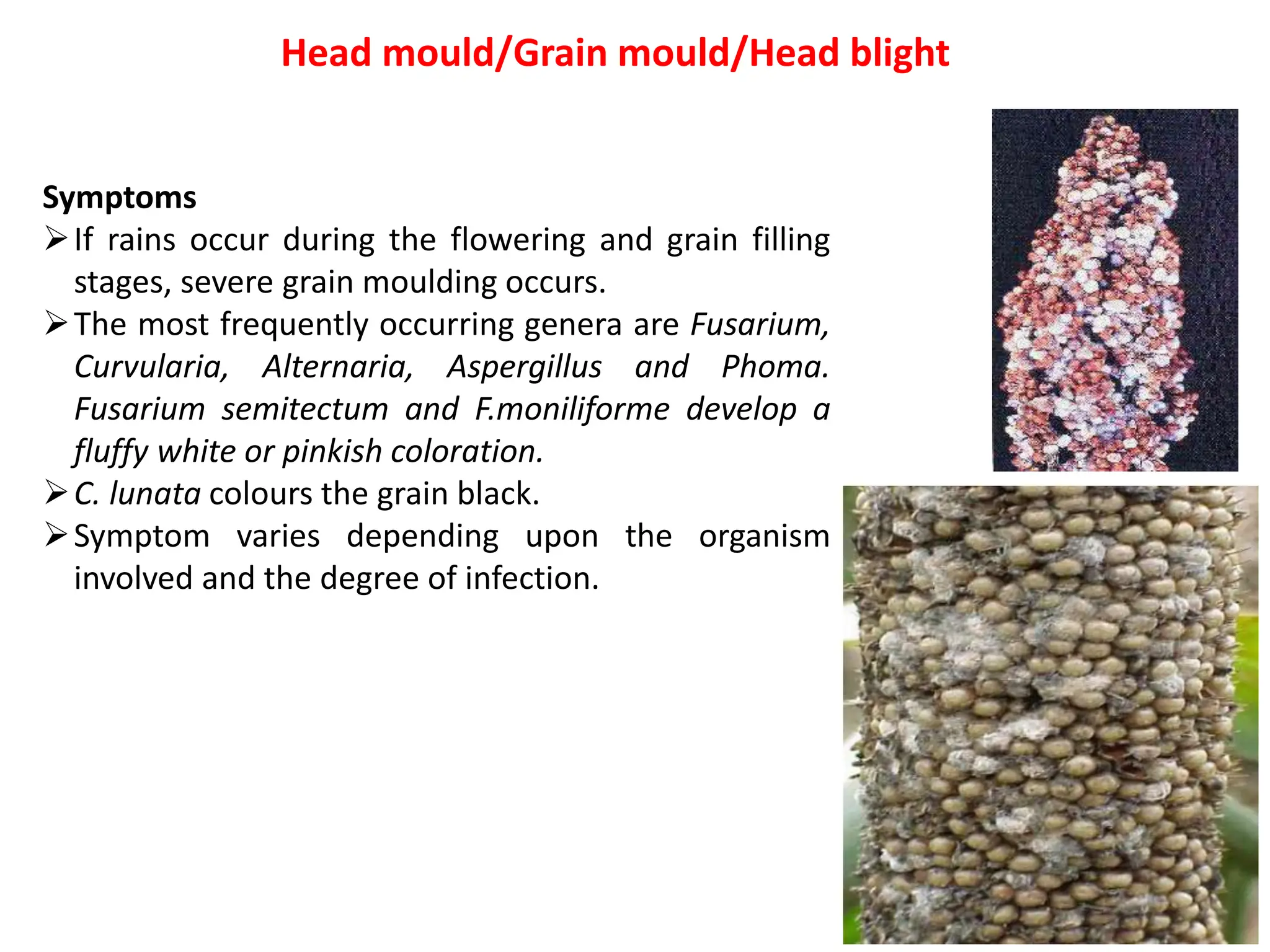 Diseases of maize, sorghum and pearl millet.ppt