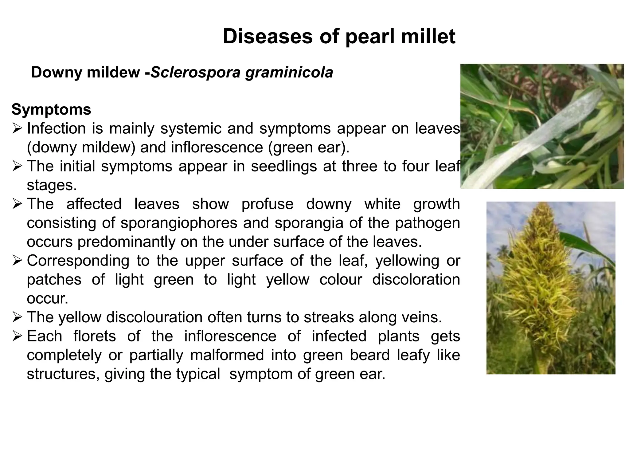 Diseases of maize, sorghum and pearl millet.ppt