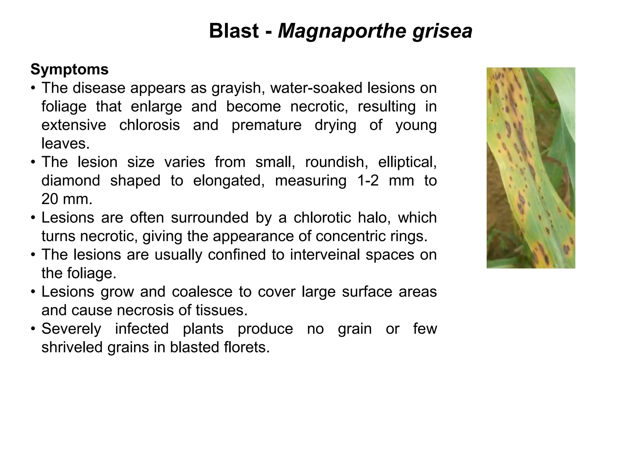Diseases of maize, sorghum and pearl millet.ppt