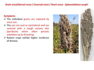 Diseases of maize, sorghum and pearl millet.ppt