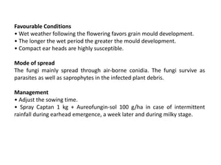 Diseases of maize, sorghum and pearl millet.ppt