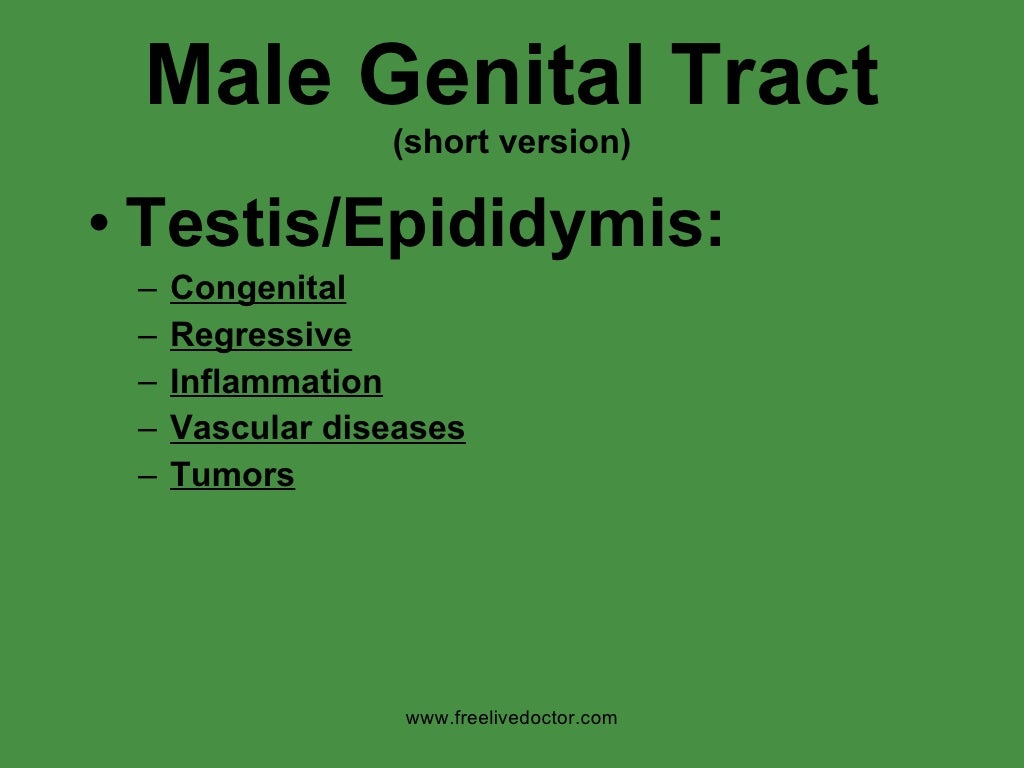 Diseases Of Male Genital System diseases-of-male-genital-system