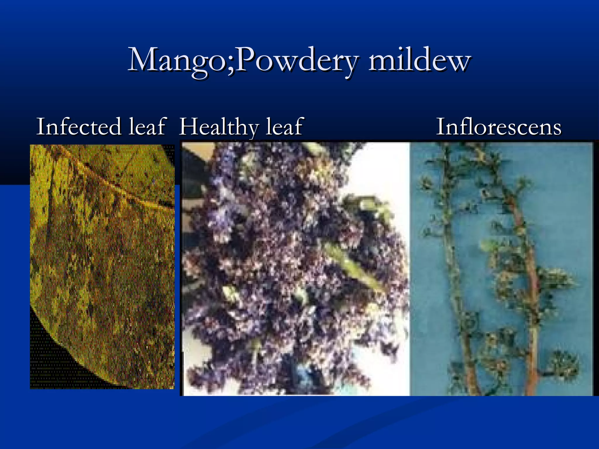 Diseases of mango | PPT