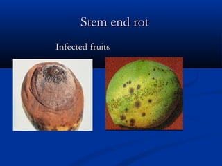 Diseases of mango | PPT