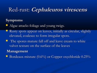 Diseases of mango | PPT