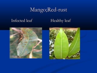 Diseases of mango | PPT