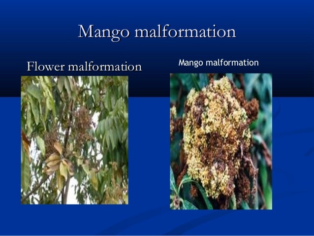 Diseases of mango