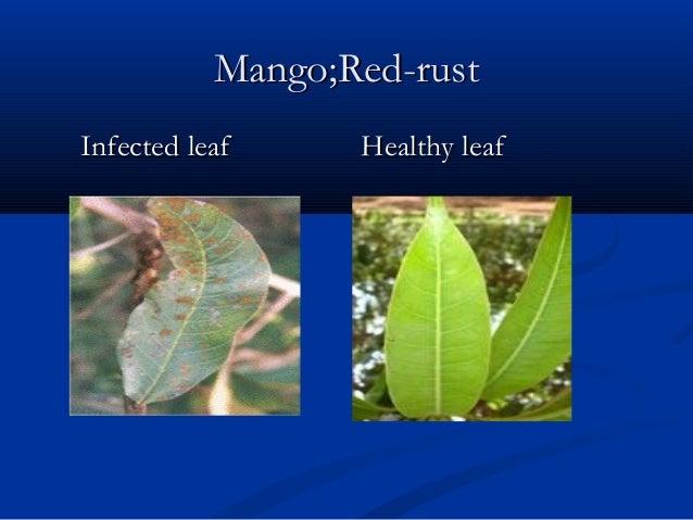 Diseases of mango