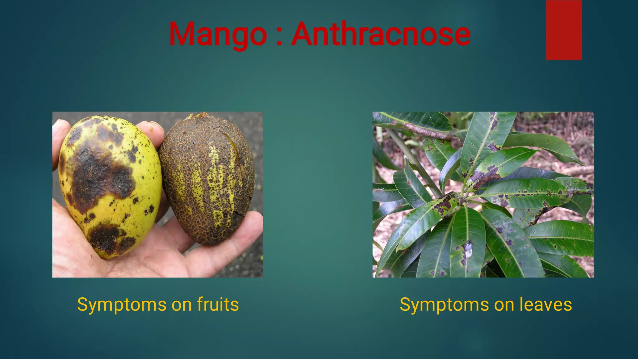 Diseases of Mango | PDF