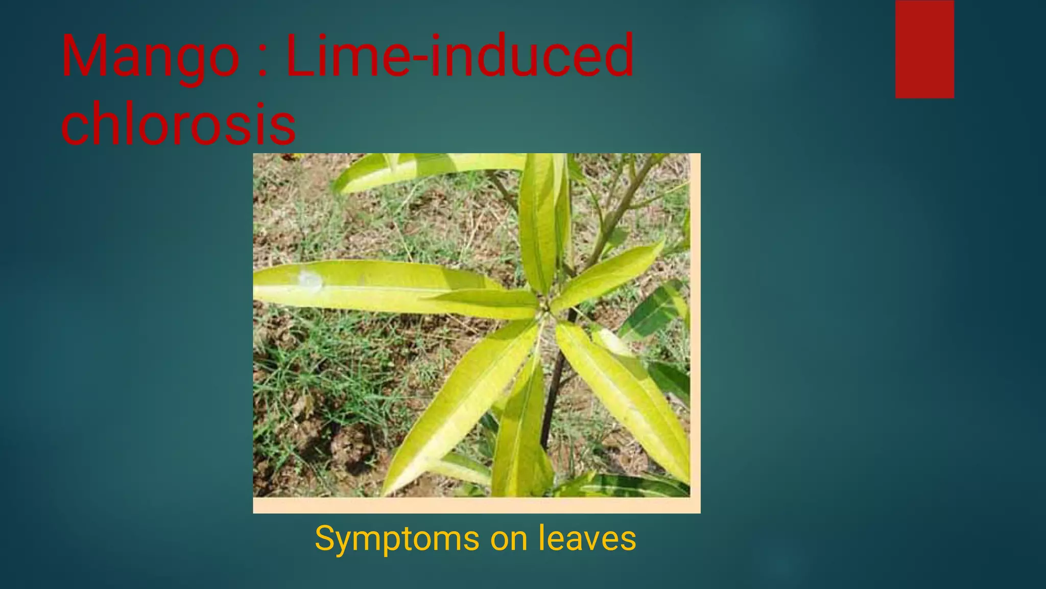 Diseases of Mango | PDF