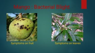 Diseases of Mango | PDF