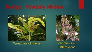 Diseases of Mango | PDF