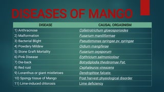 Diseases of Mango | PDF