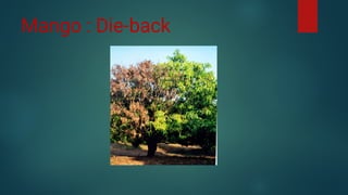 Diseases of Mango | PDF