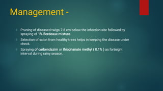 Diseases of Mango | PDF