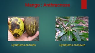 Diseases of Mango | PDF