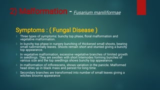 Diseases of Mango | PDF
