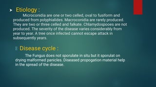 Diseases of Mango | PDF | Gardening | Home & Garden