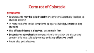 diseases of minor tubers plant pathology | PDF