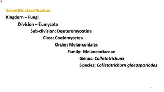 diseases of minor tubers plant pathology | PDF