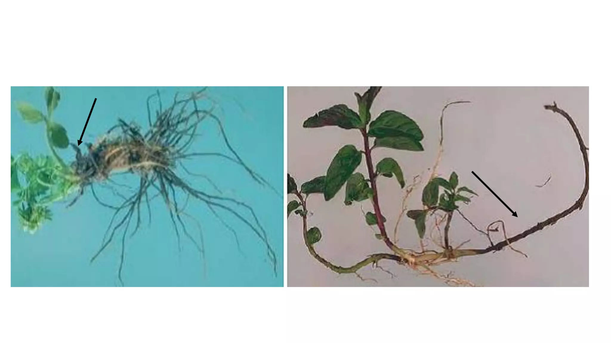 Diseases of mint.pdf