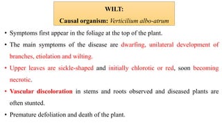 Diseases of mint.pdf