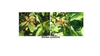 Diseases of mint.pdf