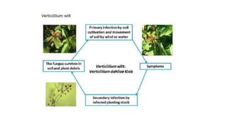 Diseases of mint.pdf