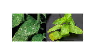 Diseases of mint.pdf