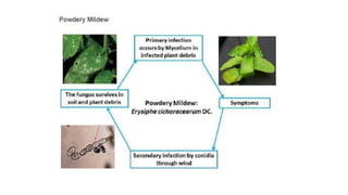 Diseases of mint.pdf
