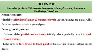 Diseases of mint.pdf