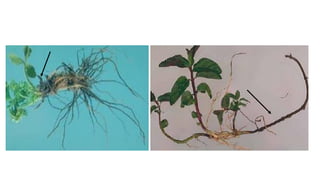 Diseases of mint.pdf