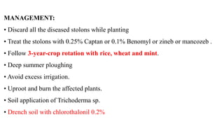 Diseases of mint.pdf