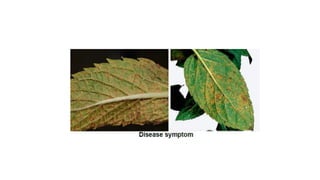 Diseases of mint.pdf