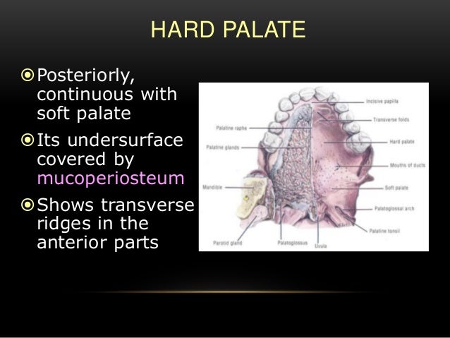 Diseases of mouth, palate, lips & cheek