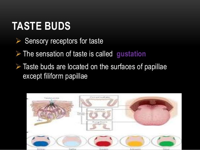 Taste Buds Palate